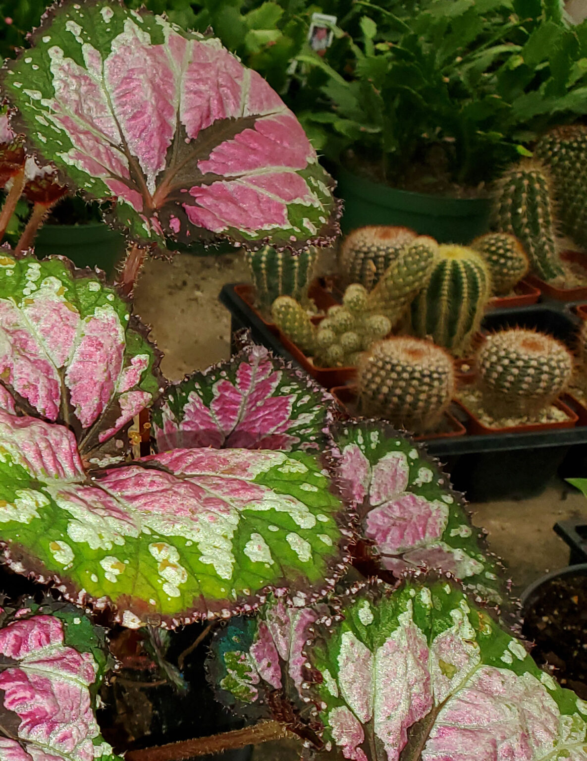 BGC Growers | WholeSale, Locally Grown Quality Plants