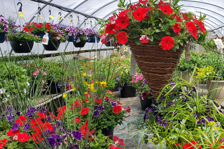 BGC Growers | WholeSale, Locally Grown Quality Plants