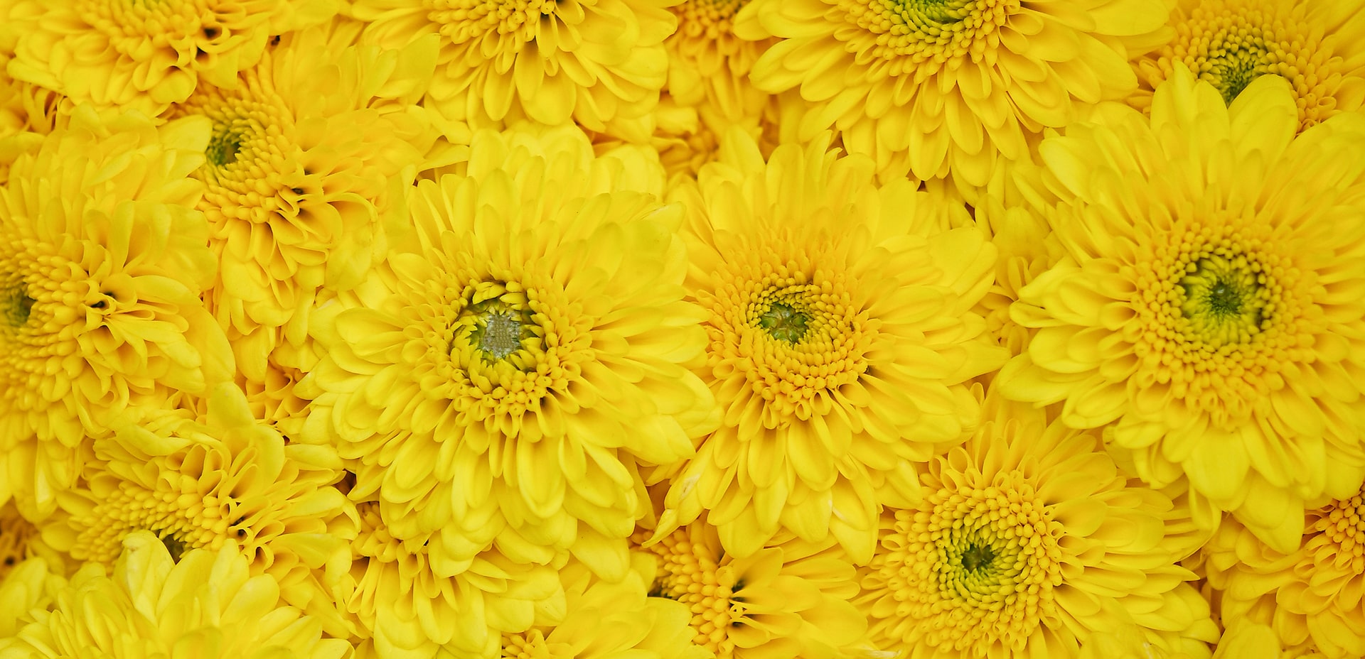 BGC Growers | WholeSale, Locally Grown Quality Plants