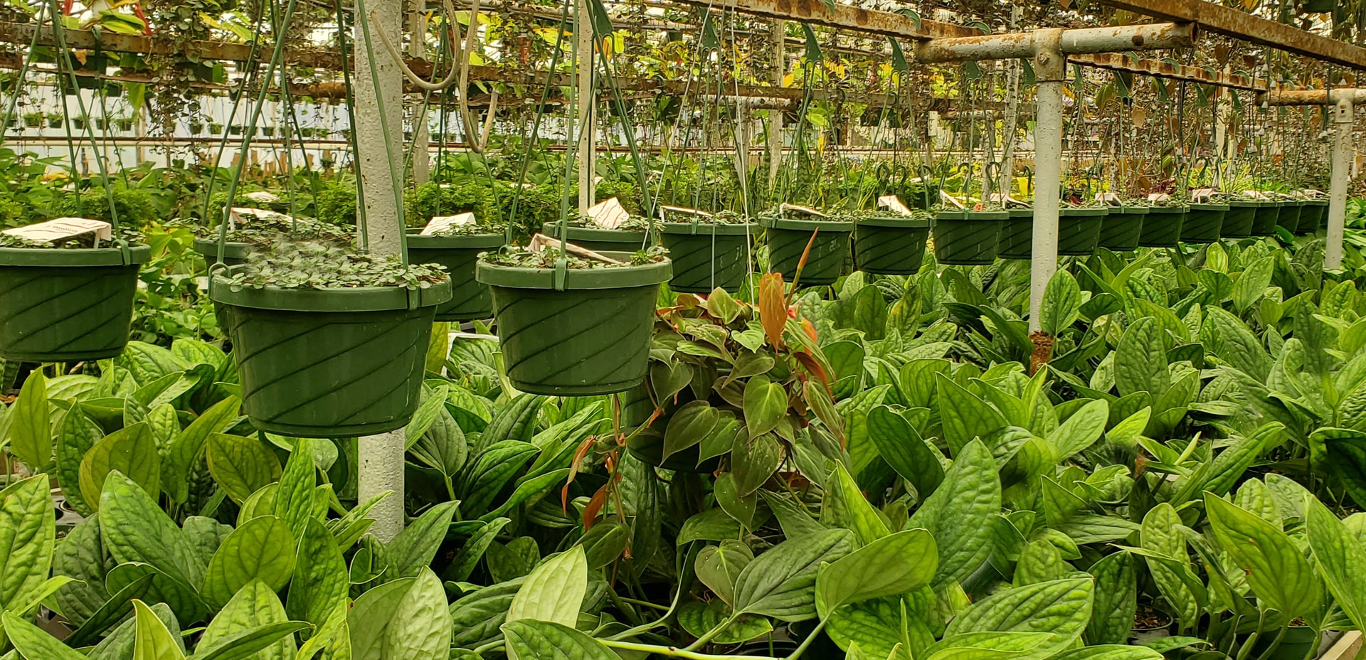 BGC Growers | WholeSale, Locally Grown Quality Plants