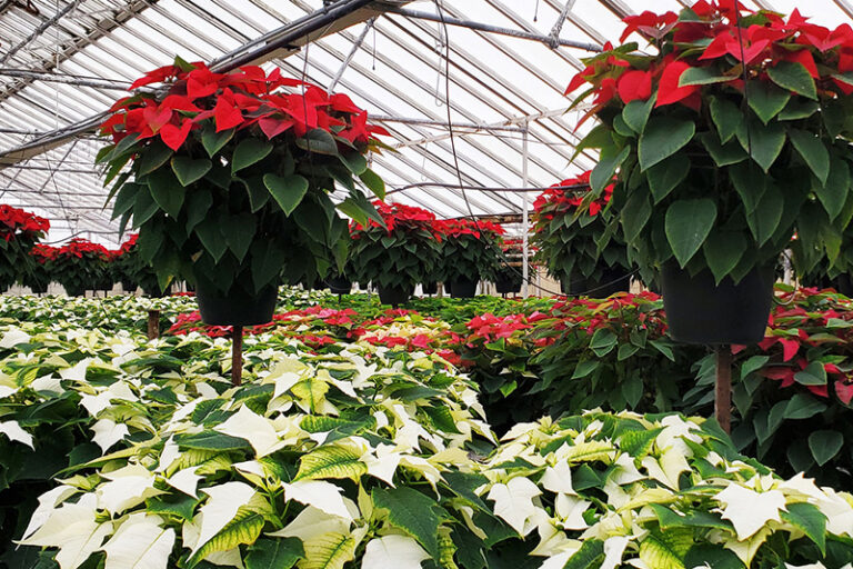 BGC Growers | WholeSale, Locally Grown Quality Plants